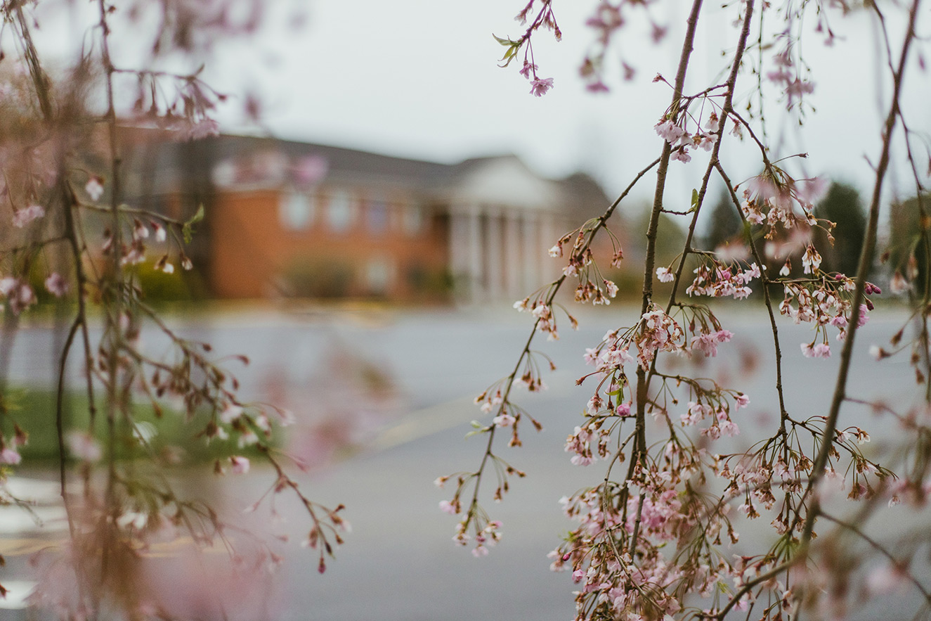 Tree Campus | MVNU